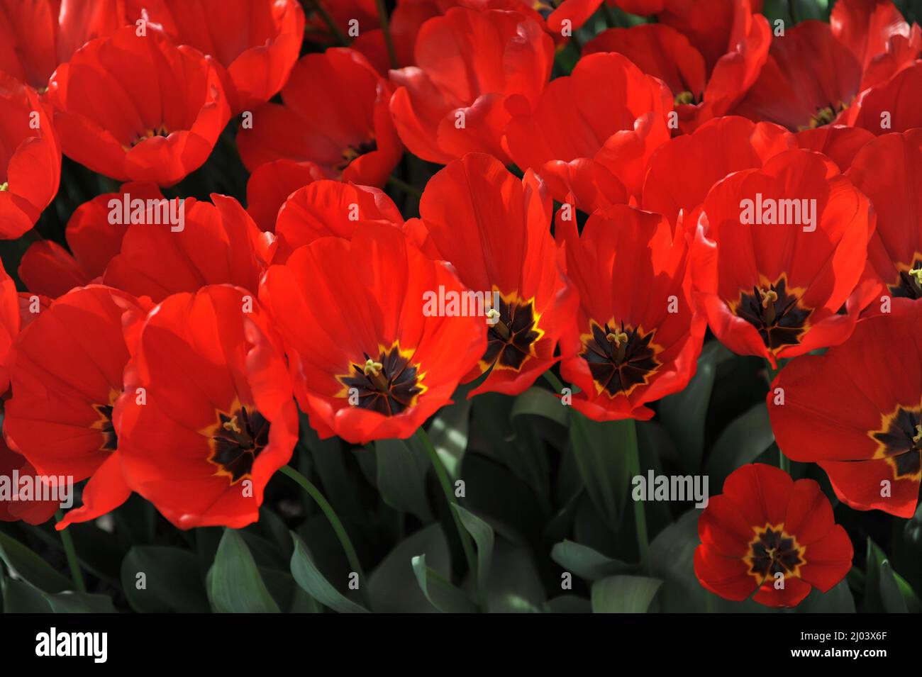 Red Darwin Hybrid tulips (Tulipa) Lefeber's Memory bloom in a garden in ...