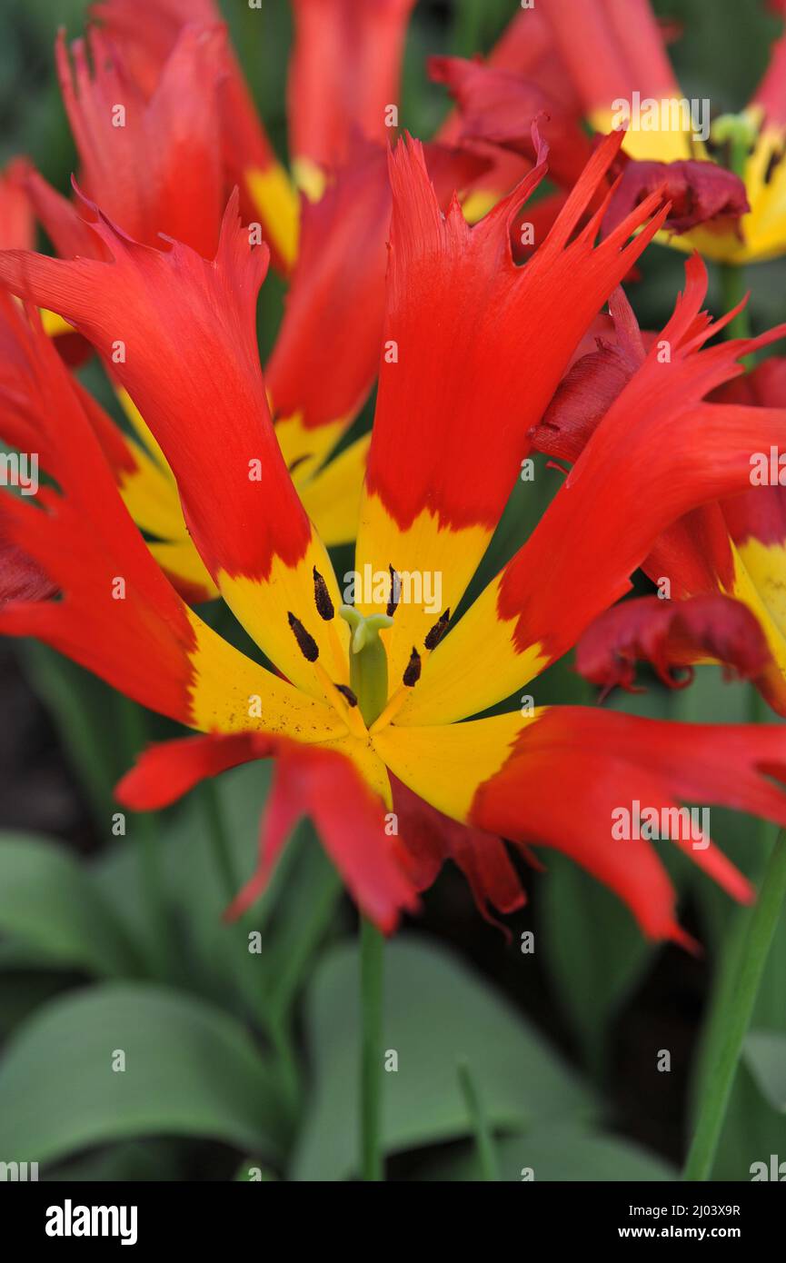 Red and yellow Darwin Hybrid tulips (Tulipa) Leo bloom in a garden in ...