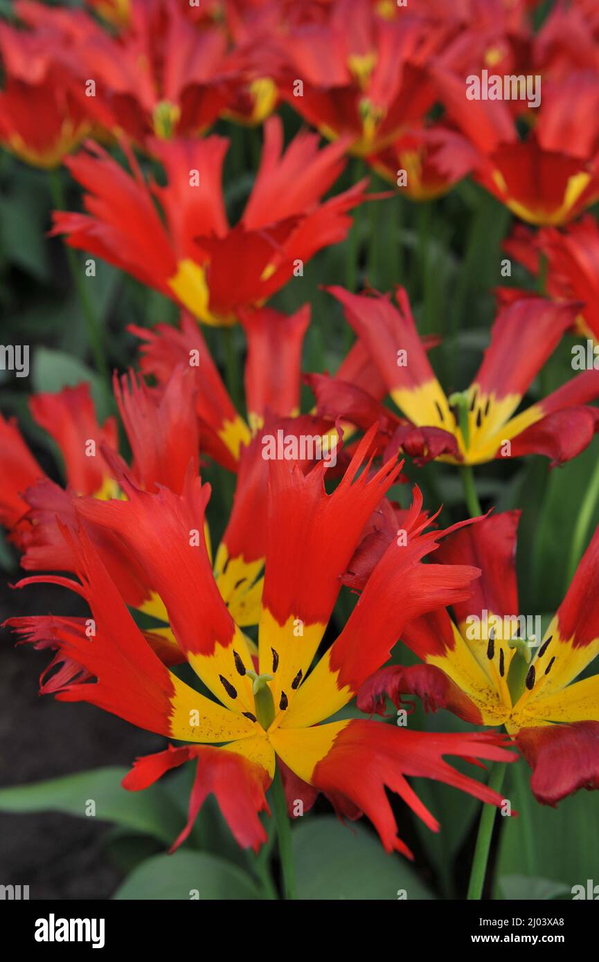 Red and yellow Darwin Hybrid tulips (Tulipa) Leo bloom in a garden in ...