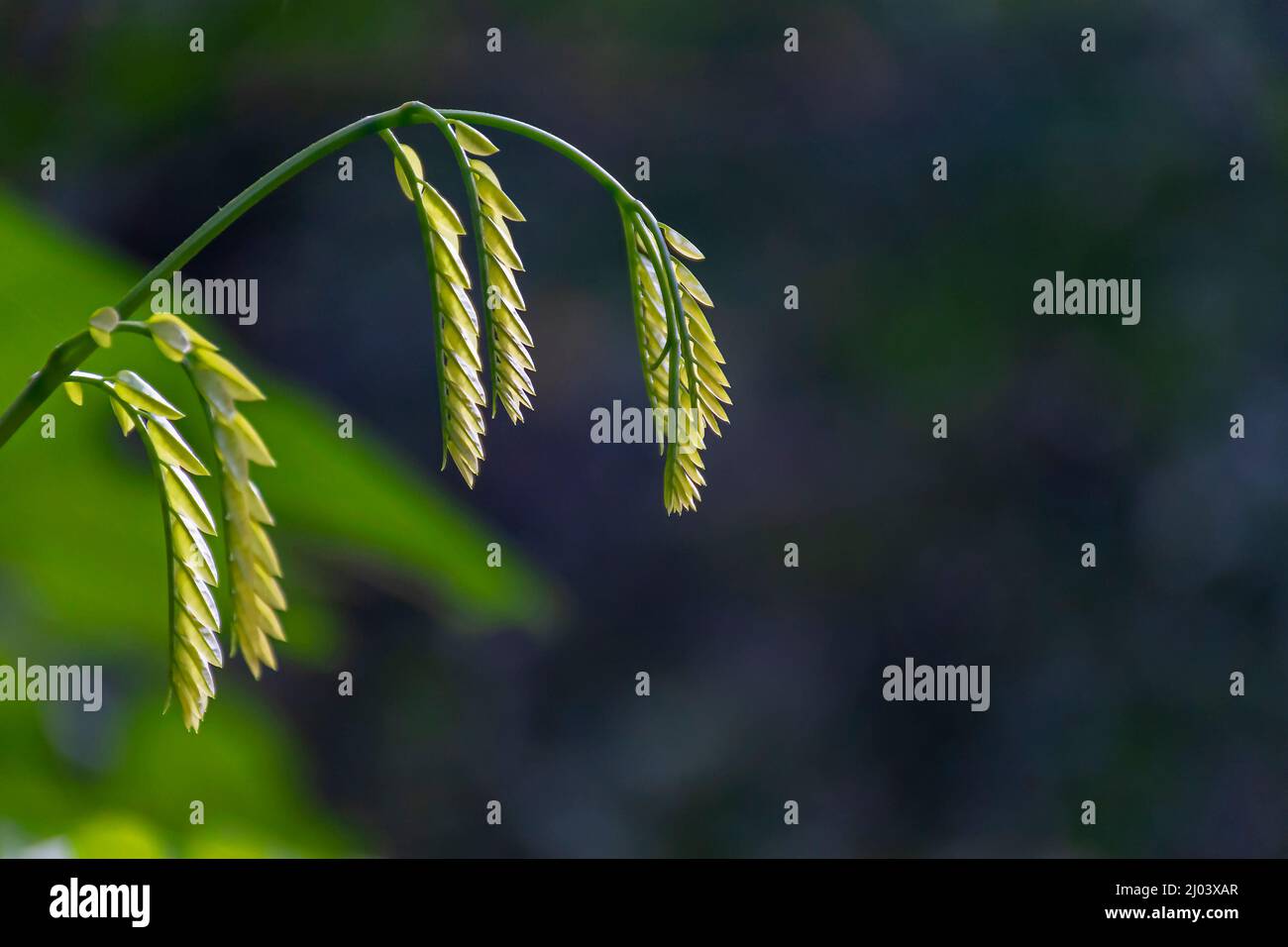 Newly sprouted plant hi-res stock photography and images - Alamy
