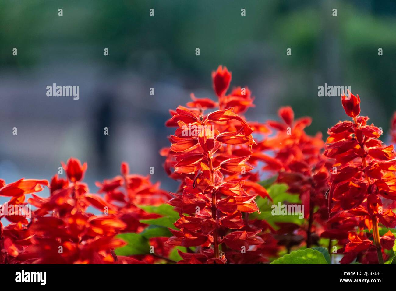 Blood sage hi-res stock photography and images - Alamy