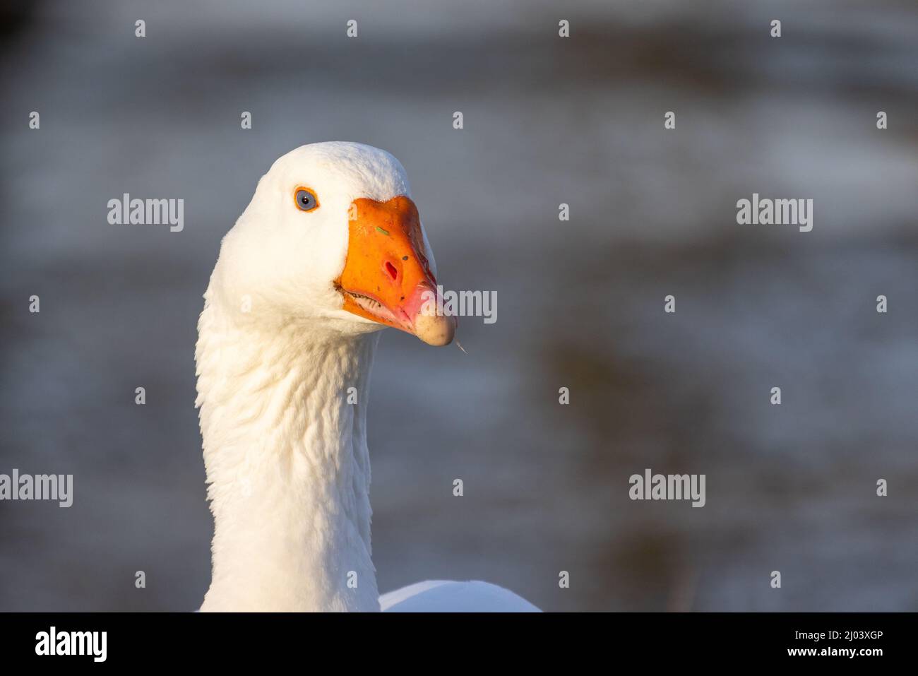 Close up portrait white goose hi-res stock photography and images - Alamy