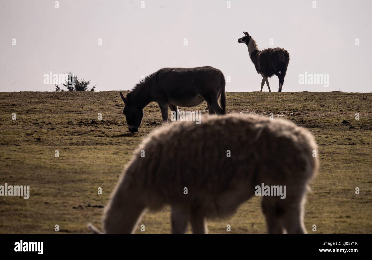 Schotten, Germany. 16th Mar, 2022. Two llamas and a donkey are standing ...
