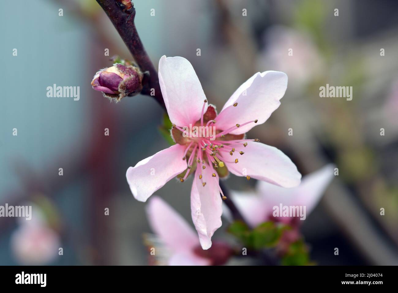 Beautiful spring weather, pink flowering peach branch flowers with ...