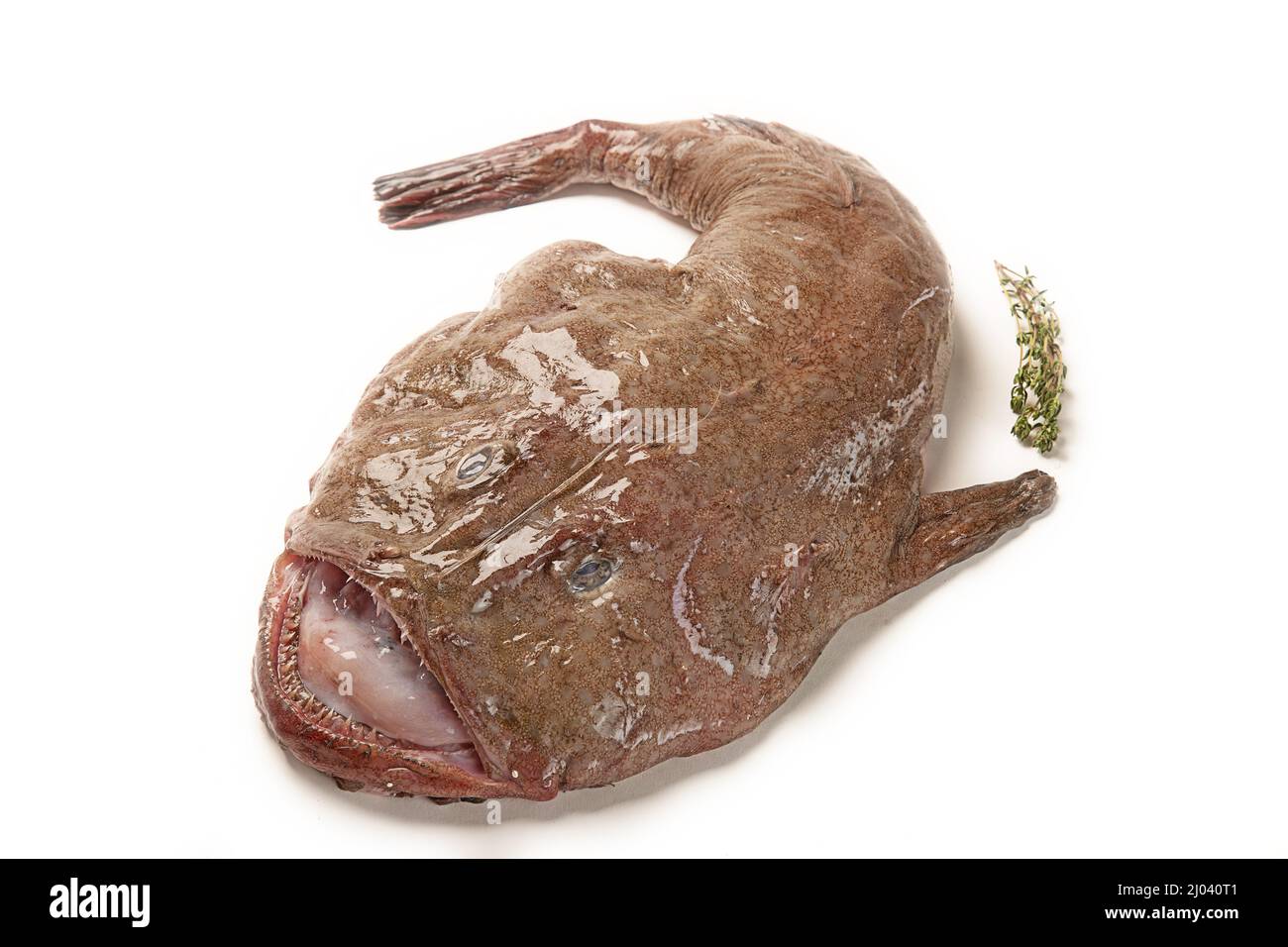 Lophiomus setigerus hi-res stock photography and images - Alamy