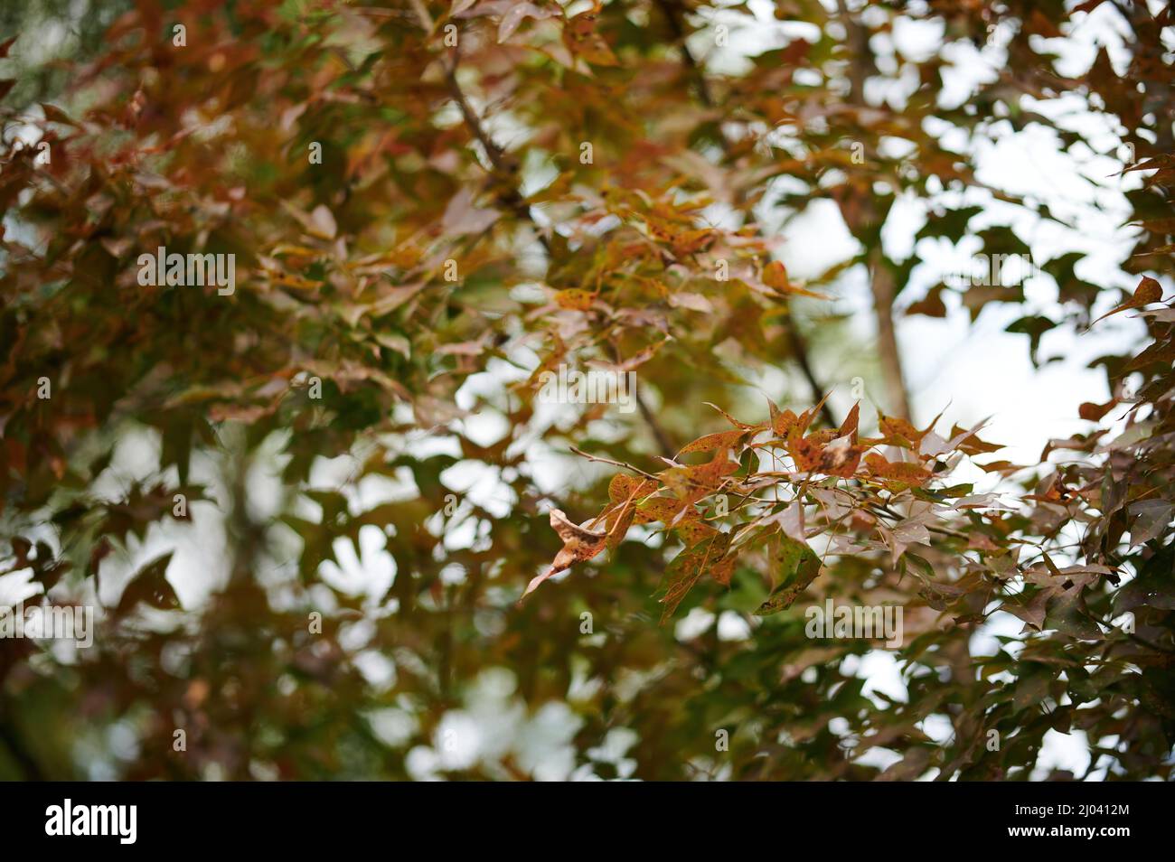 Autumn trees with colorful leaves in Tai Tong, Hong Kho Stock Photo - Alamy