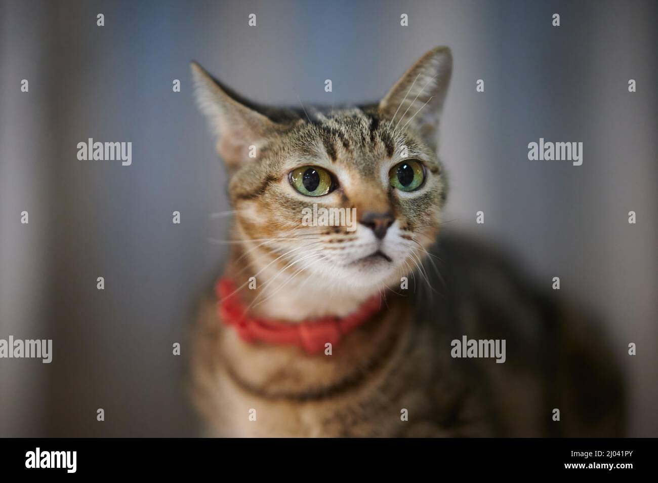 Small fluffy cat in the house room with the blurred background Stock ...