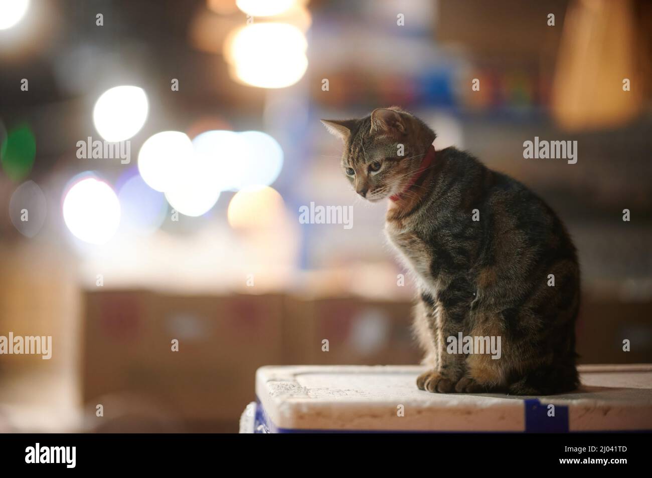 Small fluffy cat in the house room with the blurred background Stock ...