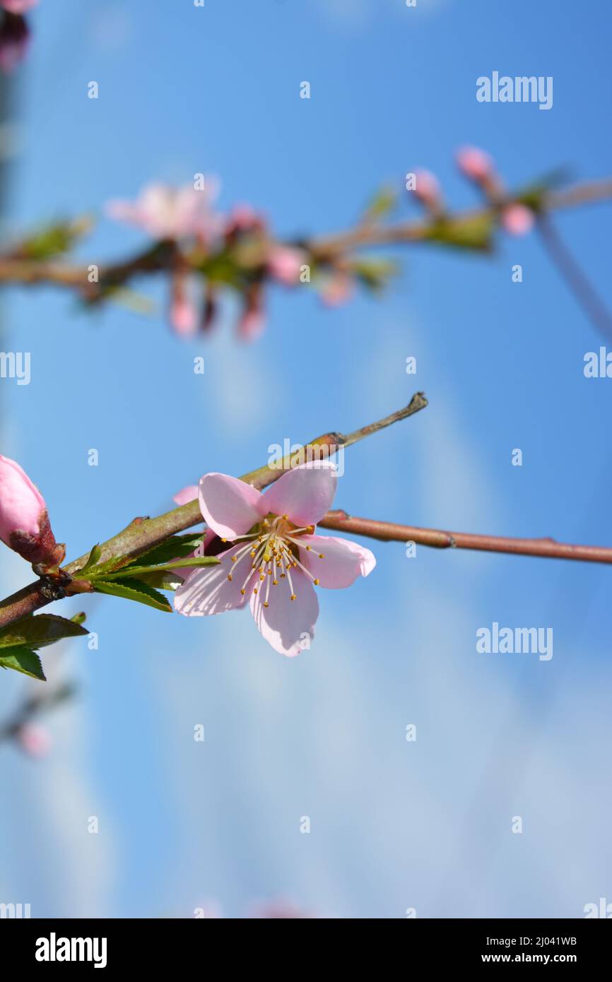 Beautiful spring weather with bright blue skies. Pink flowering flowers ...