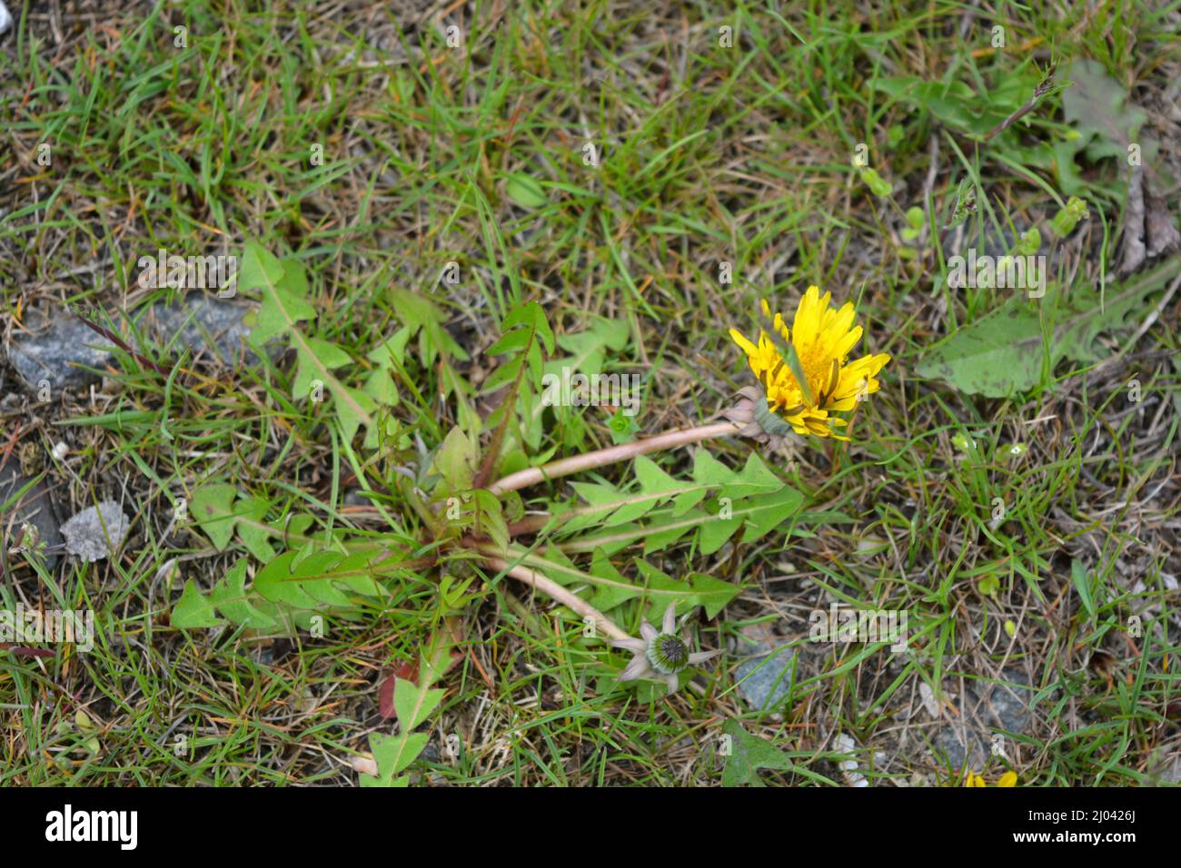 Beautiful flowers, landscape, yellow dandelions with ordinary green ...