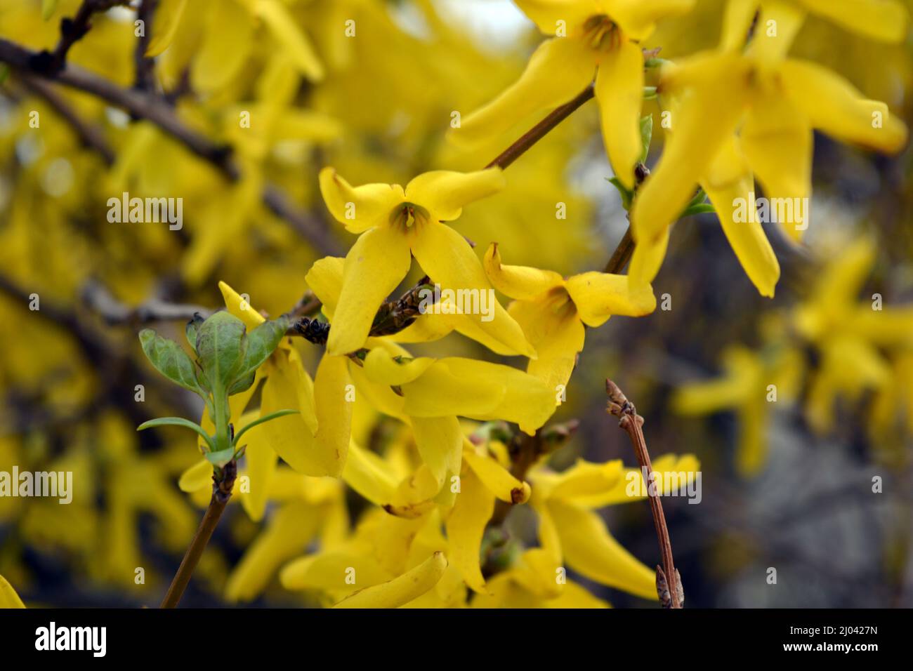 Beautiful landscaping, spring weather. Bright yellow flowering currant ...