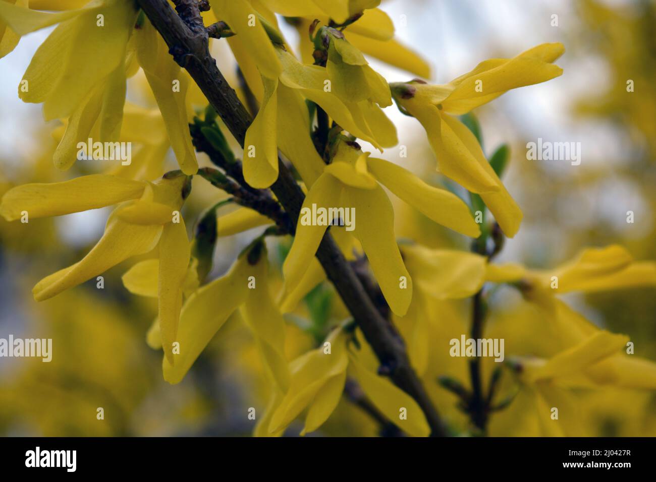 Beautiful landscaping, spring weather. Bright yellow flowering currant ...