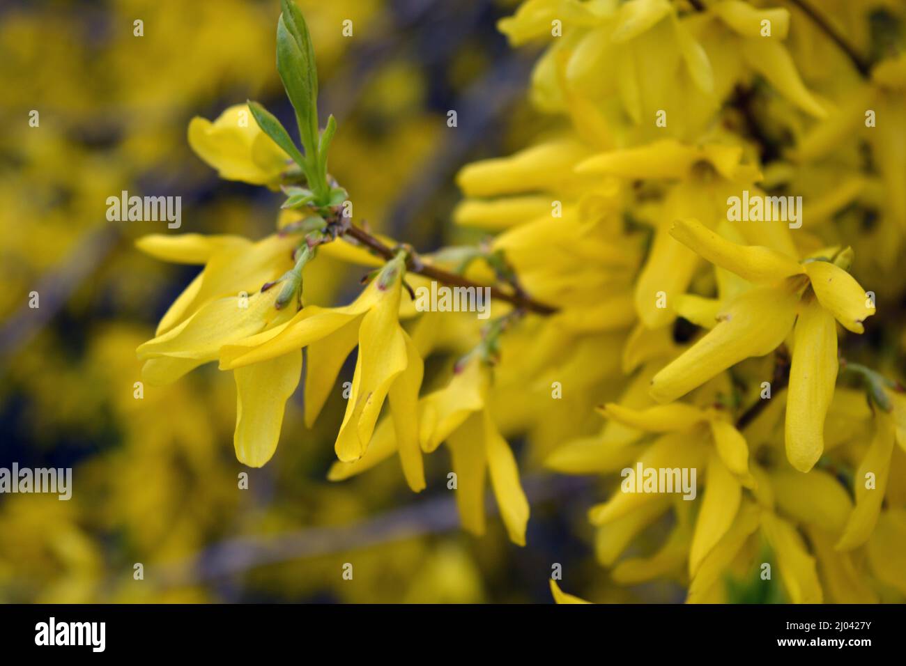 Beautiful landscaping, spring weather. Bright yellow flowering currant ...