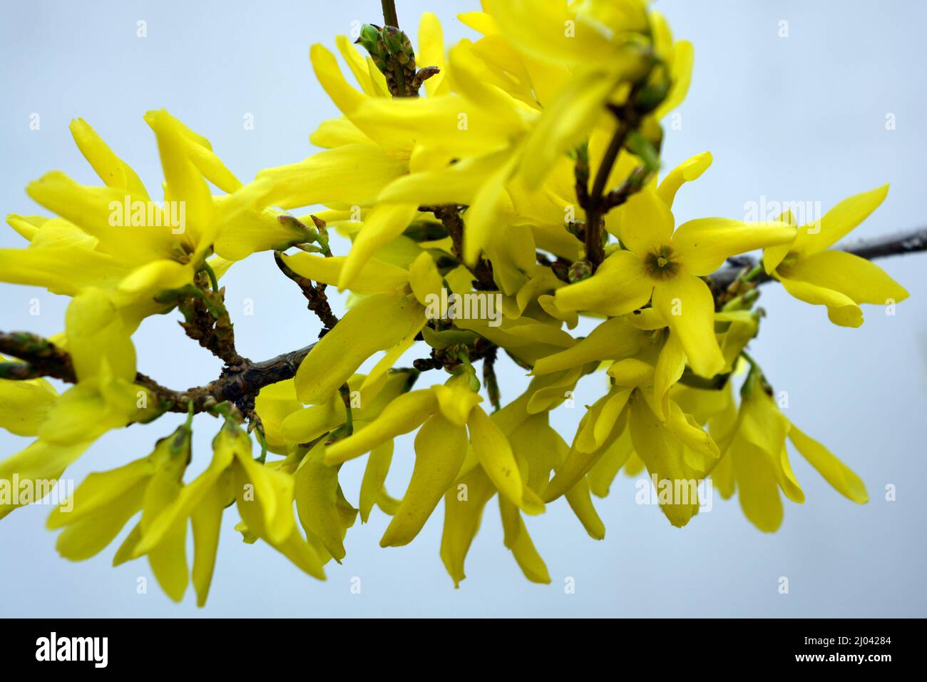 Beautiful landscaping, spring weather. Bright yellow flowering currant ...