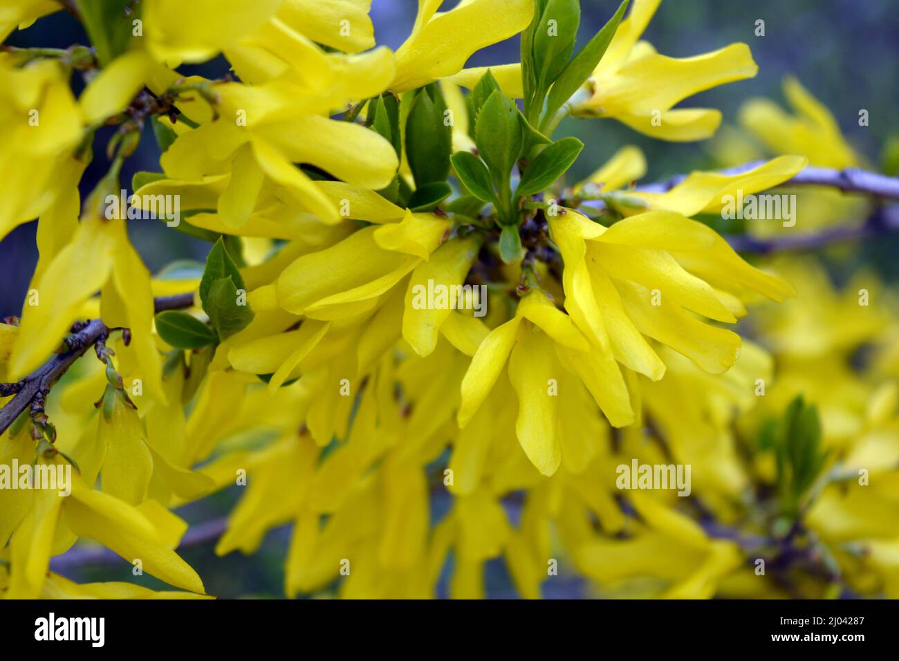 Beautiful landscaping, spring weather. Bright yellow flowering currant ...
