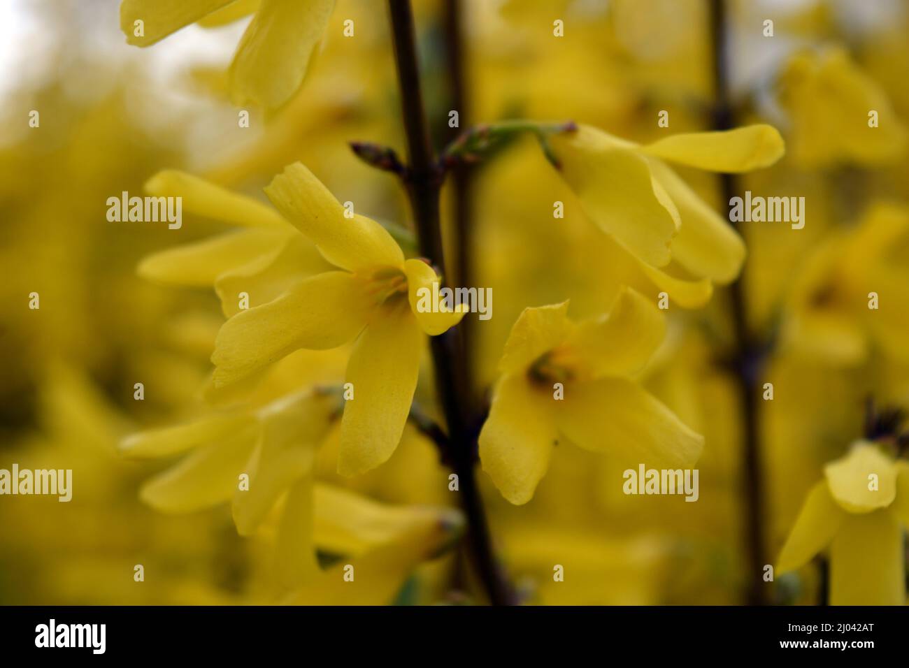 Beautiful landscaping, spring weather. Bright yellow flowering currant ...