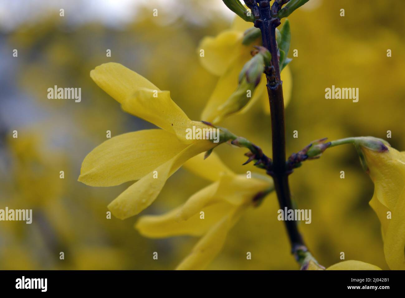 Beautiful landscaping, spring weather. Bright yellow flowering currant ...