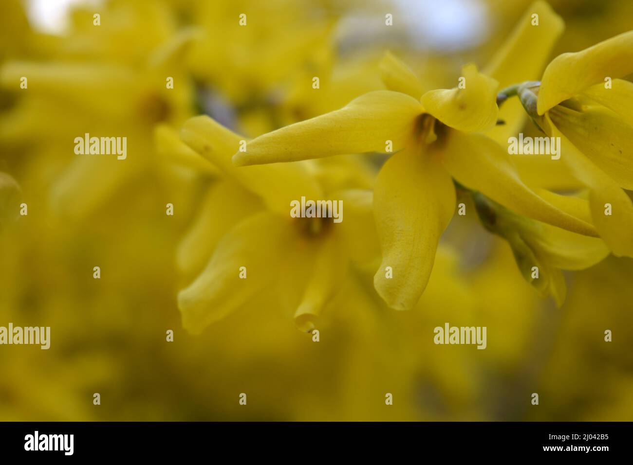 Beautiful landscaping, spring weather. Bright yellow flowering currant ...