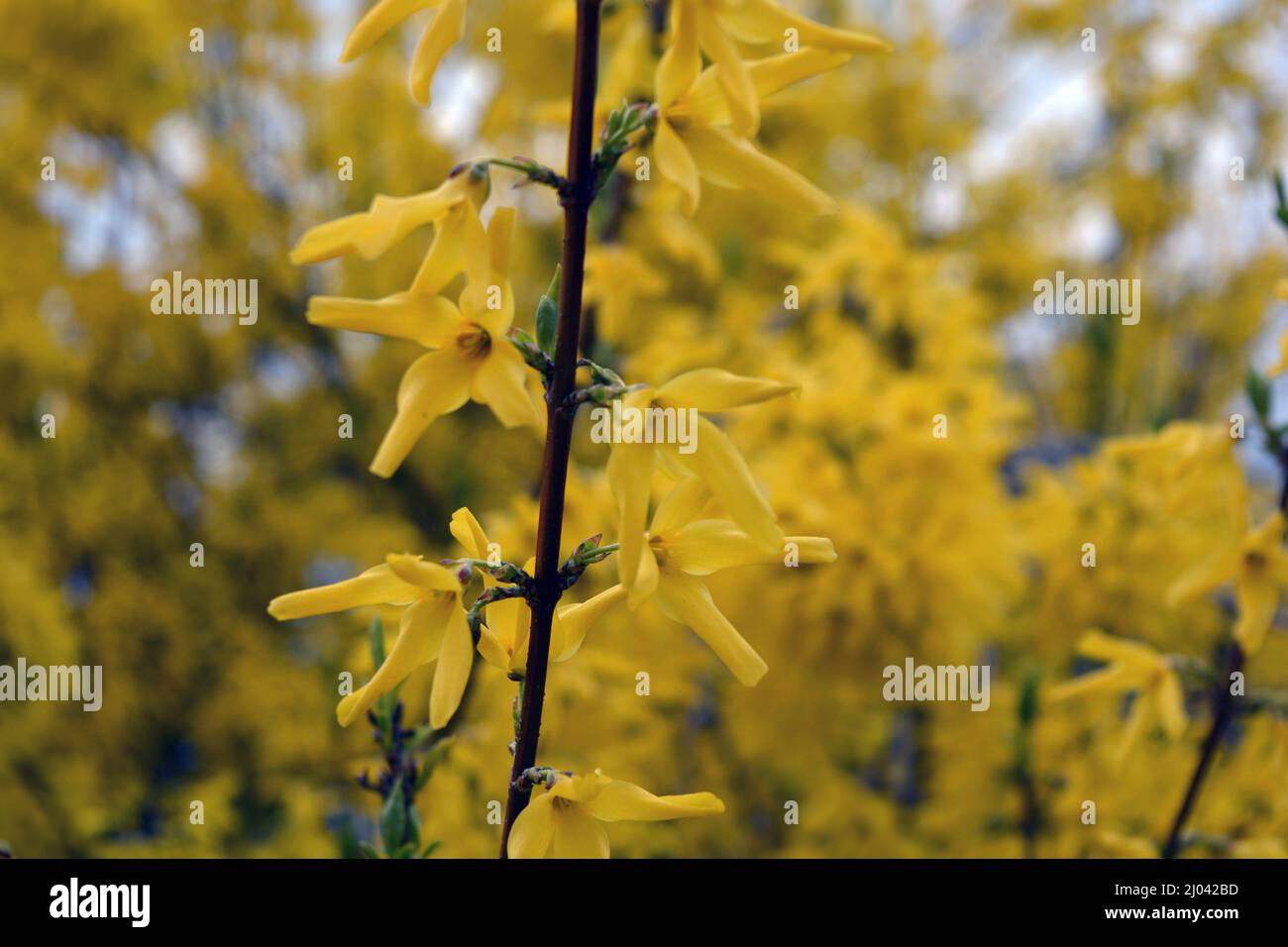 Beautiful landscaping, spring weather. Bright yellow flowering currant ...
