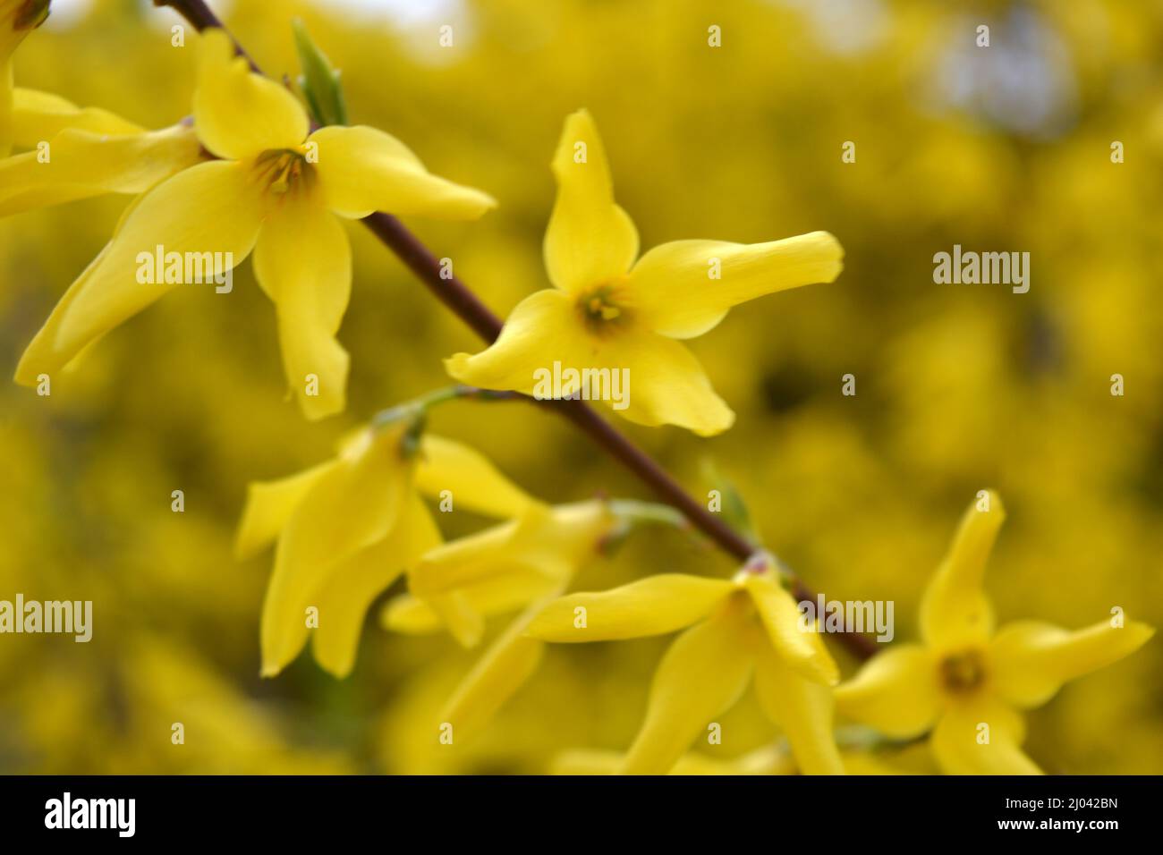 Beautiful landscaping, spring weather. Bright yellow flowering currant ...