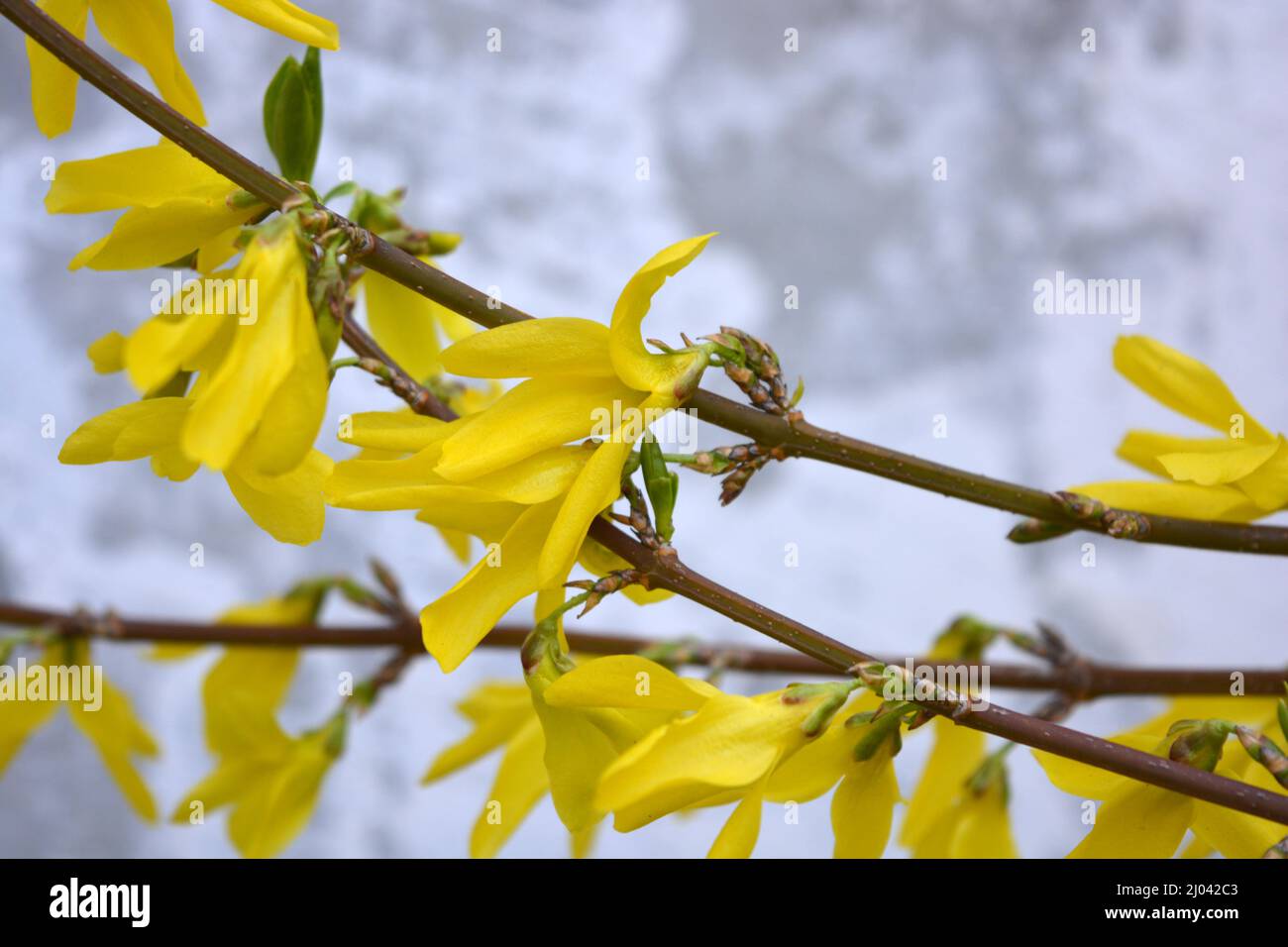 Beautiful landscaping, spring weather. Bright yellow flowering currant ...