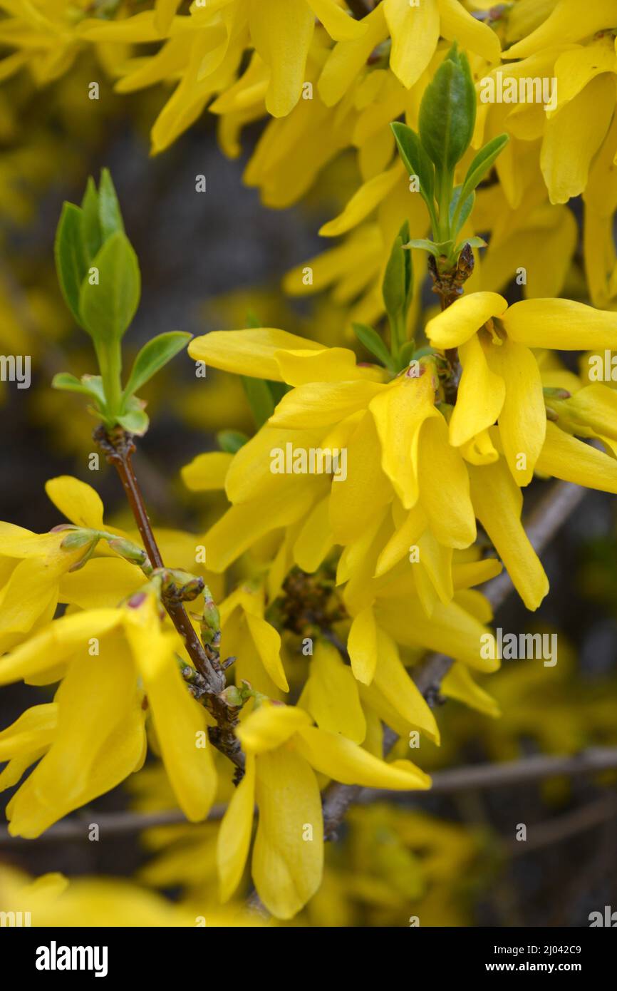 Beautiful landscaping, spring weather. Bright yellow flowering currant ...