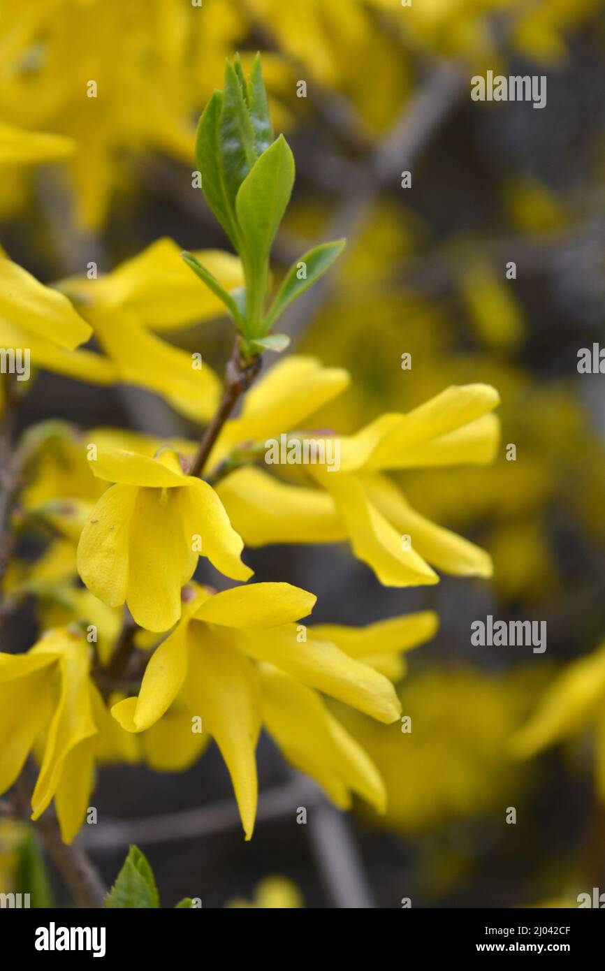 Beautiful landscaping, spring weather. Bright yellow flowering currant ...