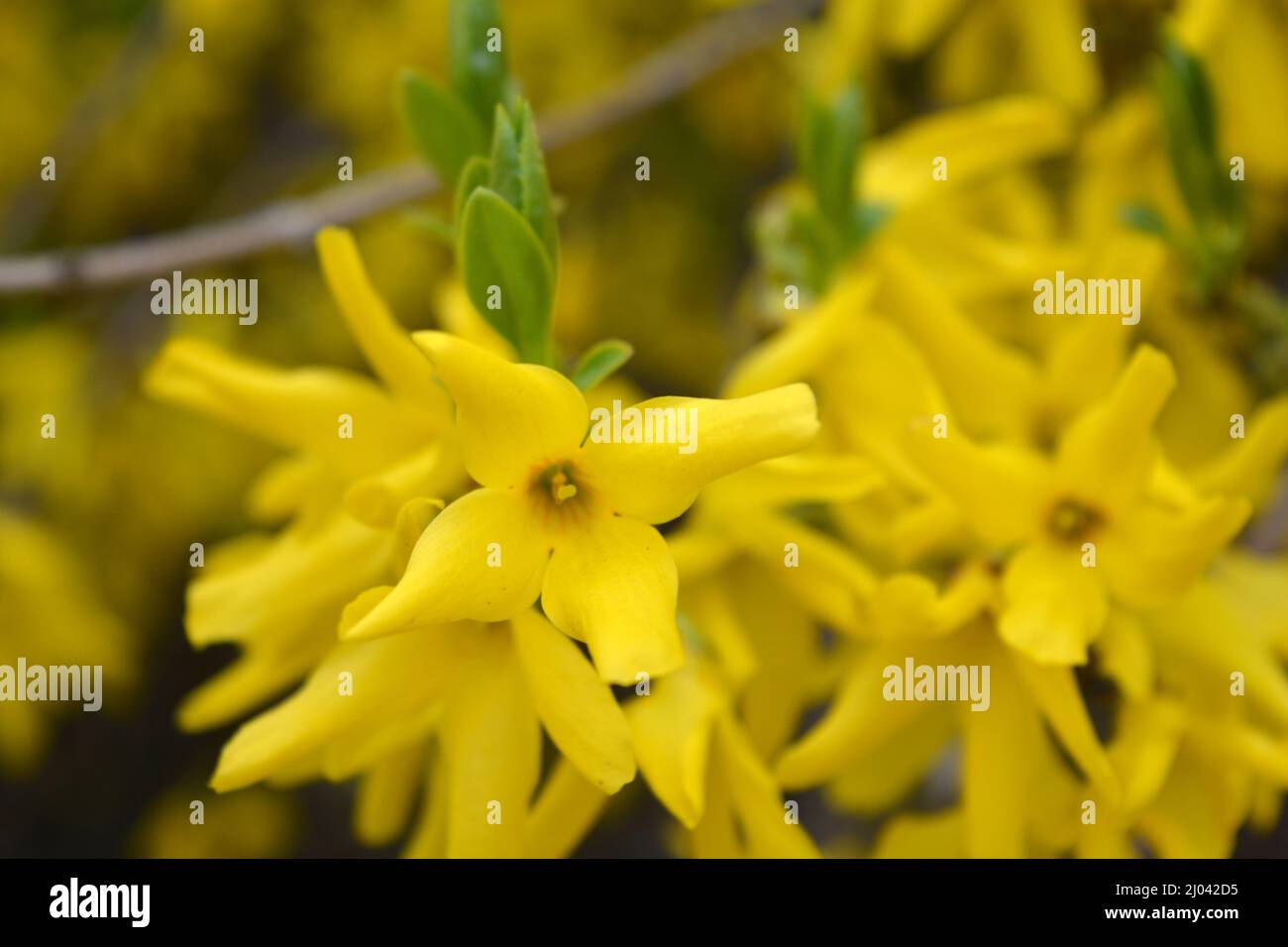 Beautiful landscaping, spring weather. Bright yellow flowering currant ...