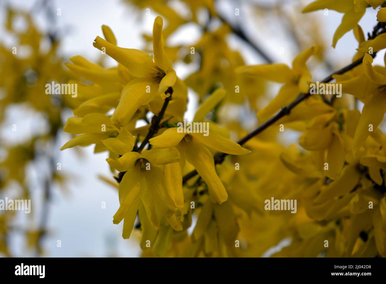 Beautiful landscaping, spring weather. Bright yellow flowering currant ...