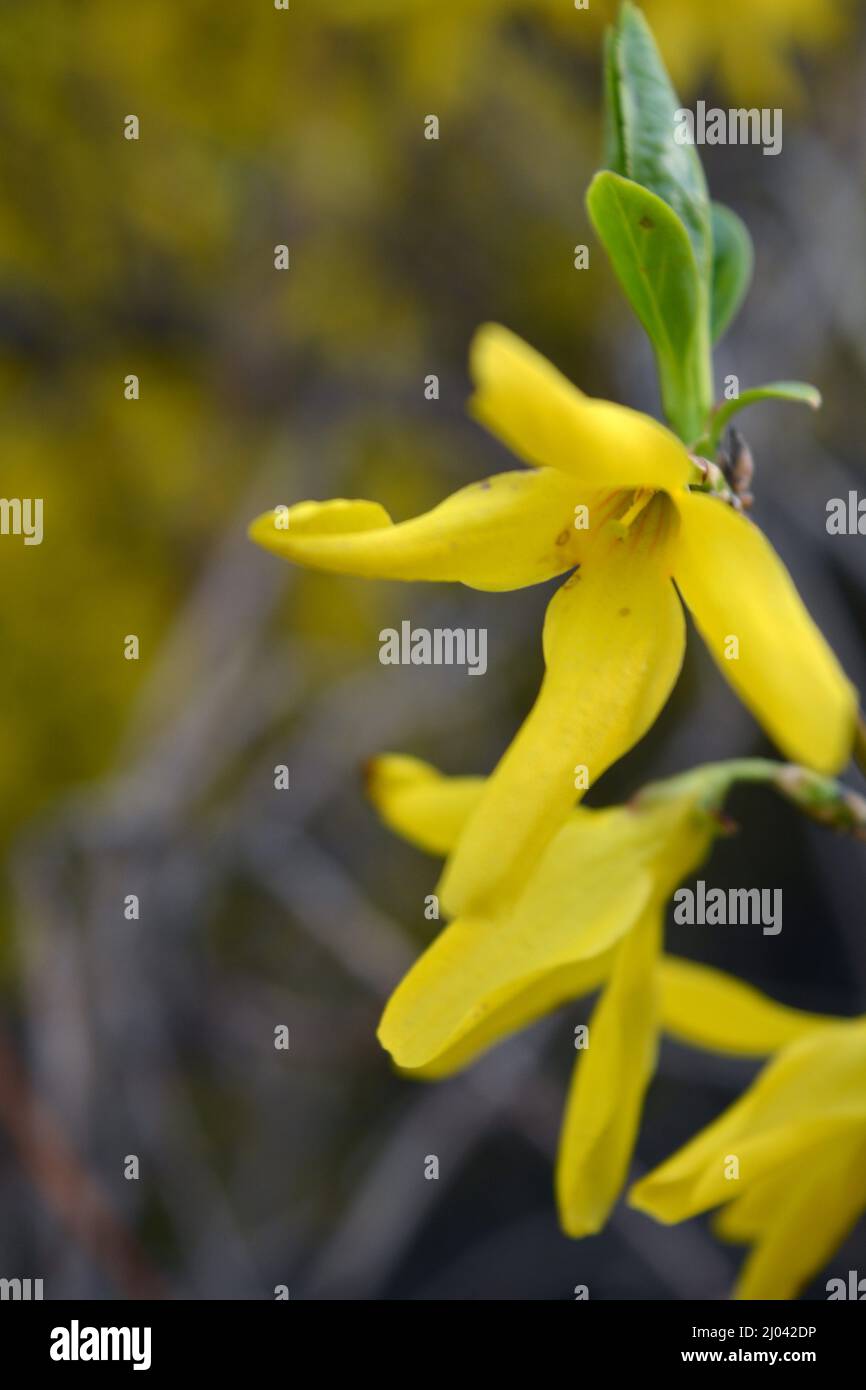 Beautiful landscaping, spring weather. Bright yellow flowering currant ...