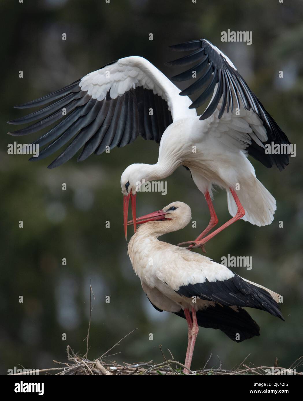Biebesheim, Germany. 16th Mar, 2022. Storks mating on their nest in the ...