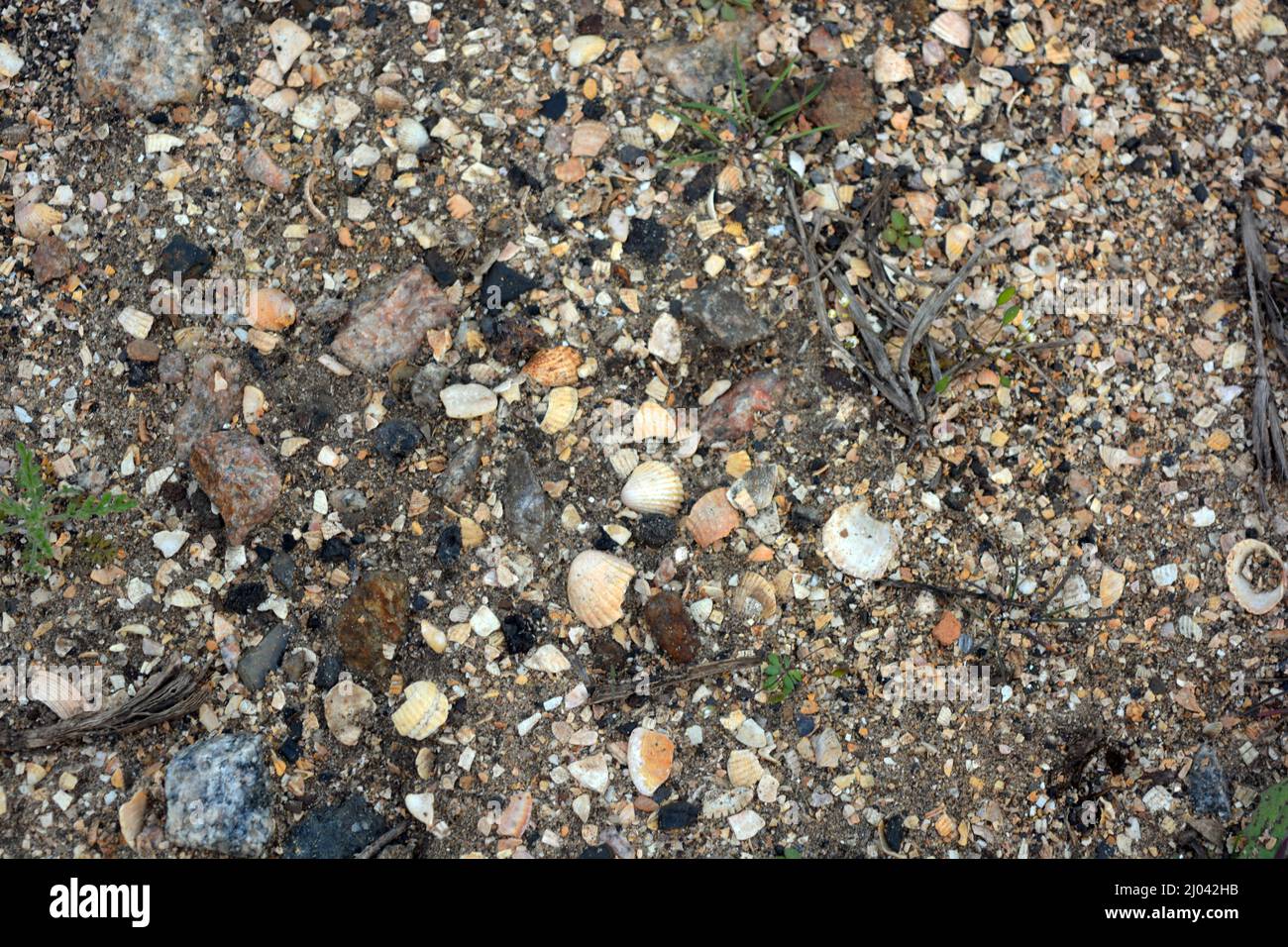 Shells of different sizes hi-res stock photography and images - Alamy