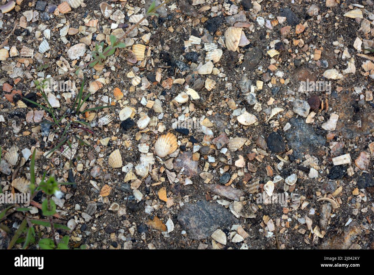 Earth, sandy soil with small shells of different sizes, gray and black ...
