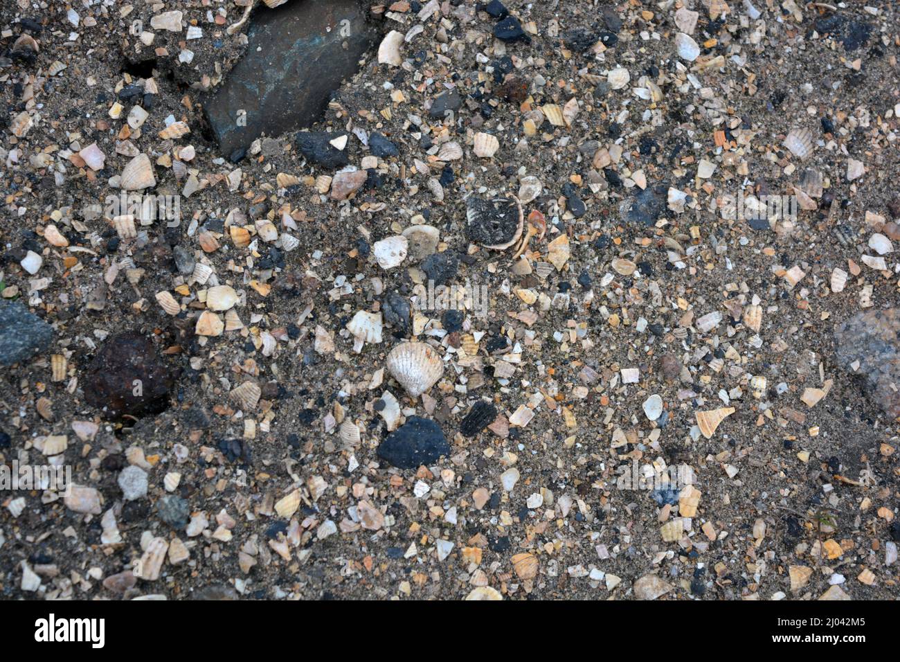 Earth, sandy soil with small shells of different sizes, gray and black ...