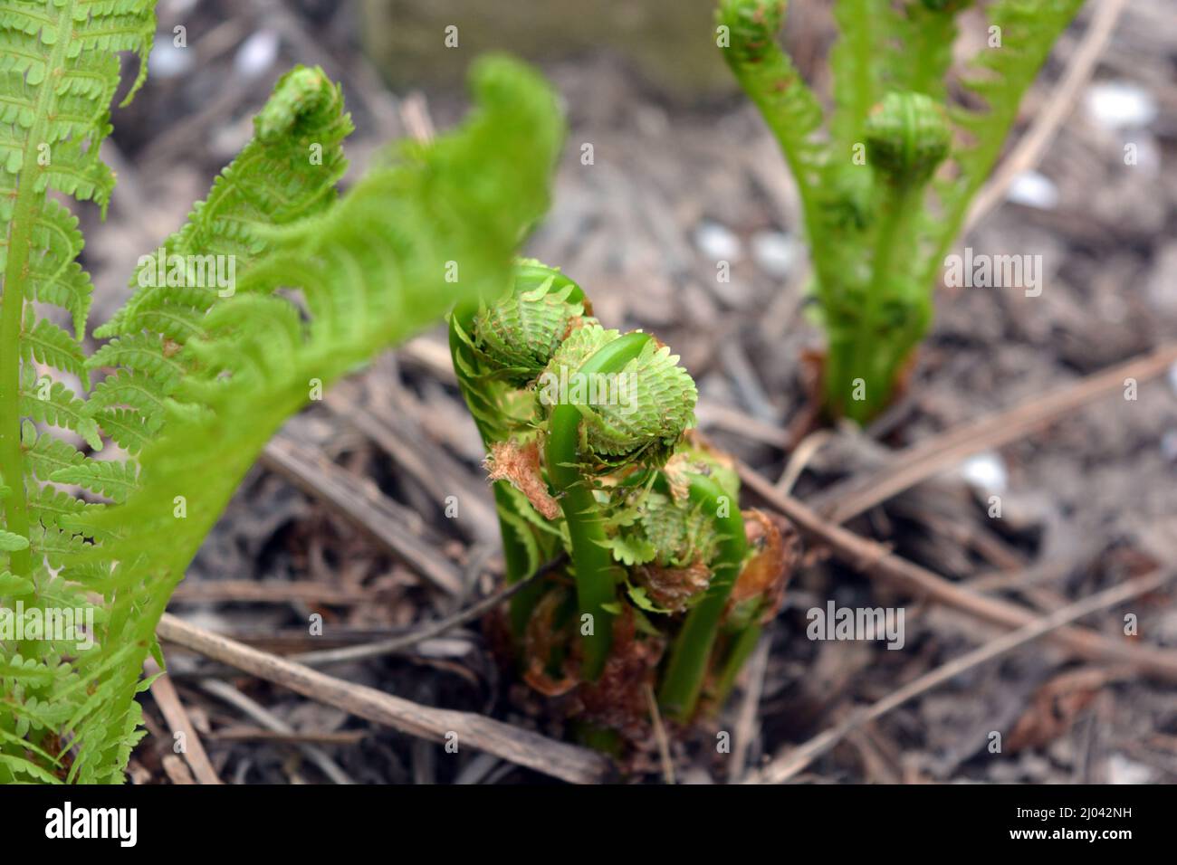 Beautiful landscaping, spring weather. Small, young green fern bushes ...