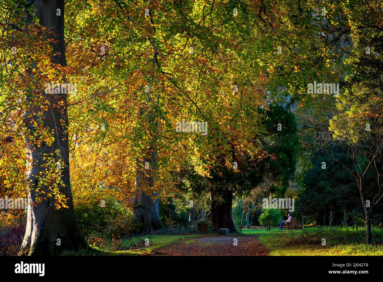 The grounds of Birr Castle, County Offaly, Ireland Stock Photo - Alamy