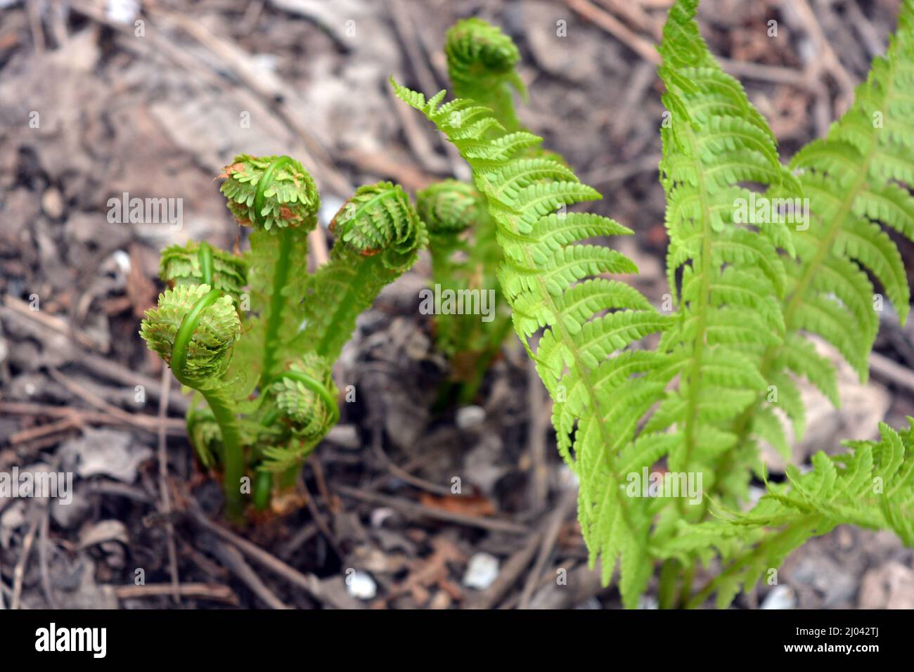 Beautiful landscaping, spring weather. Small, young green fern bushes ...