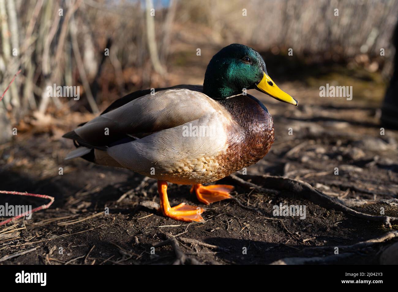 Beautiful shot of a mallard standing on the ground Stock Photo - Alamy