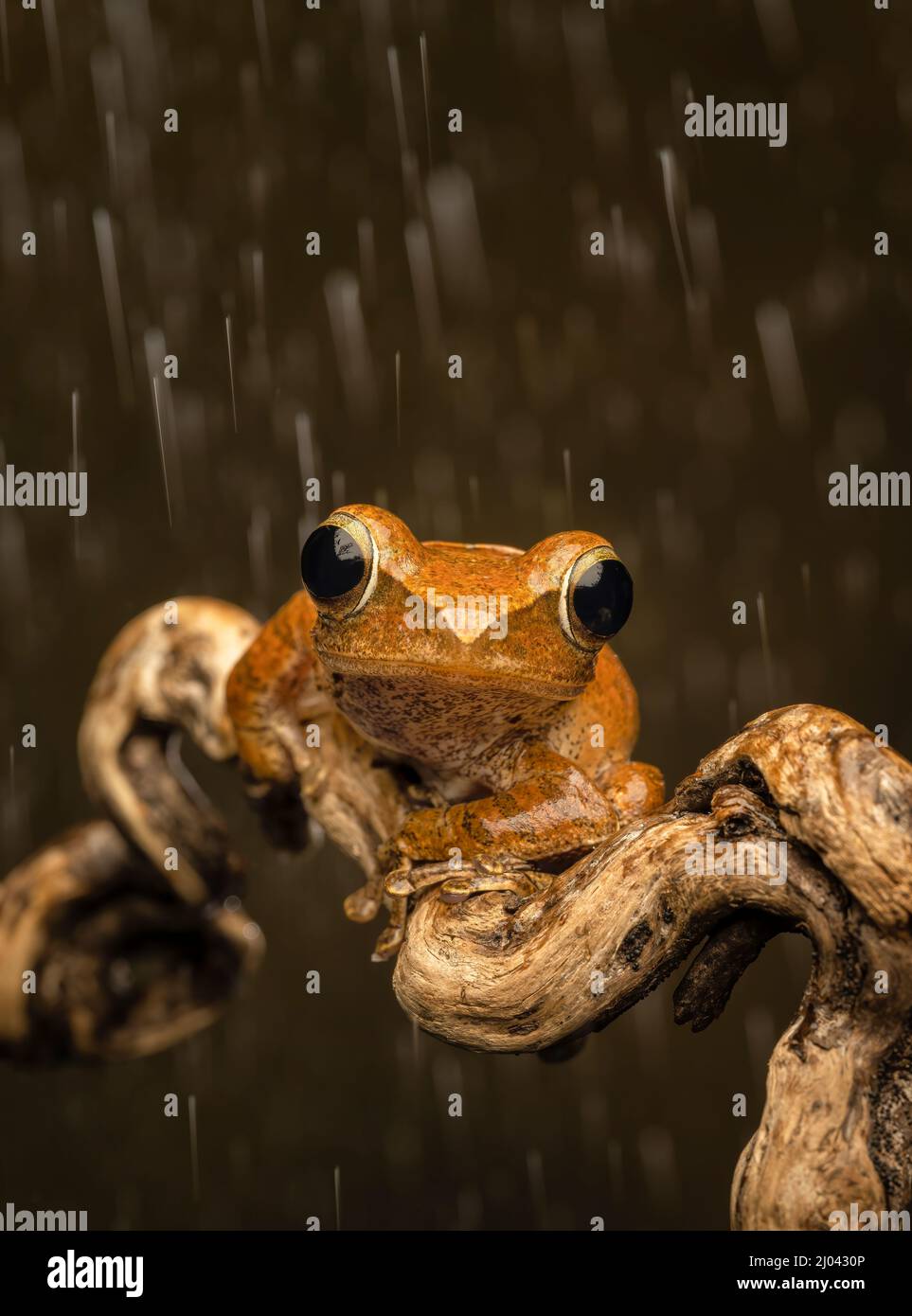 Frilled tree frogs hi-res stock photography and images - Alamy