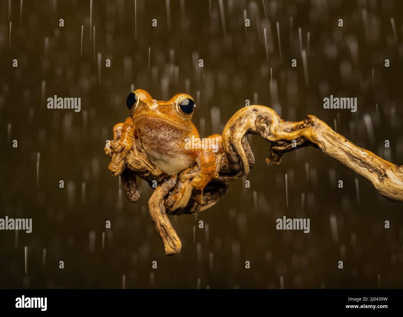 Frilled tree frogs hi-res stock photography and images - Alamy