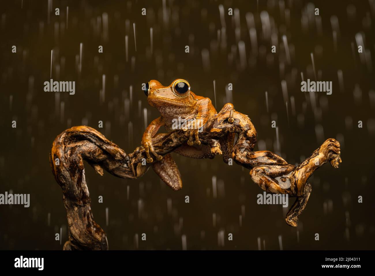 Raining Frogs