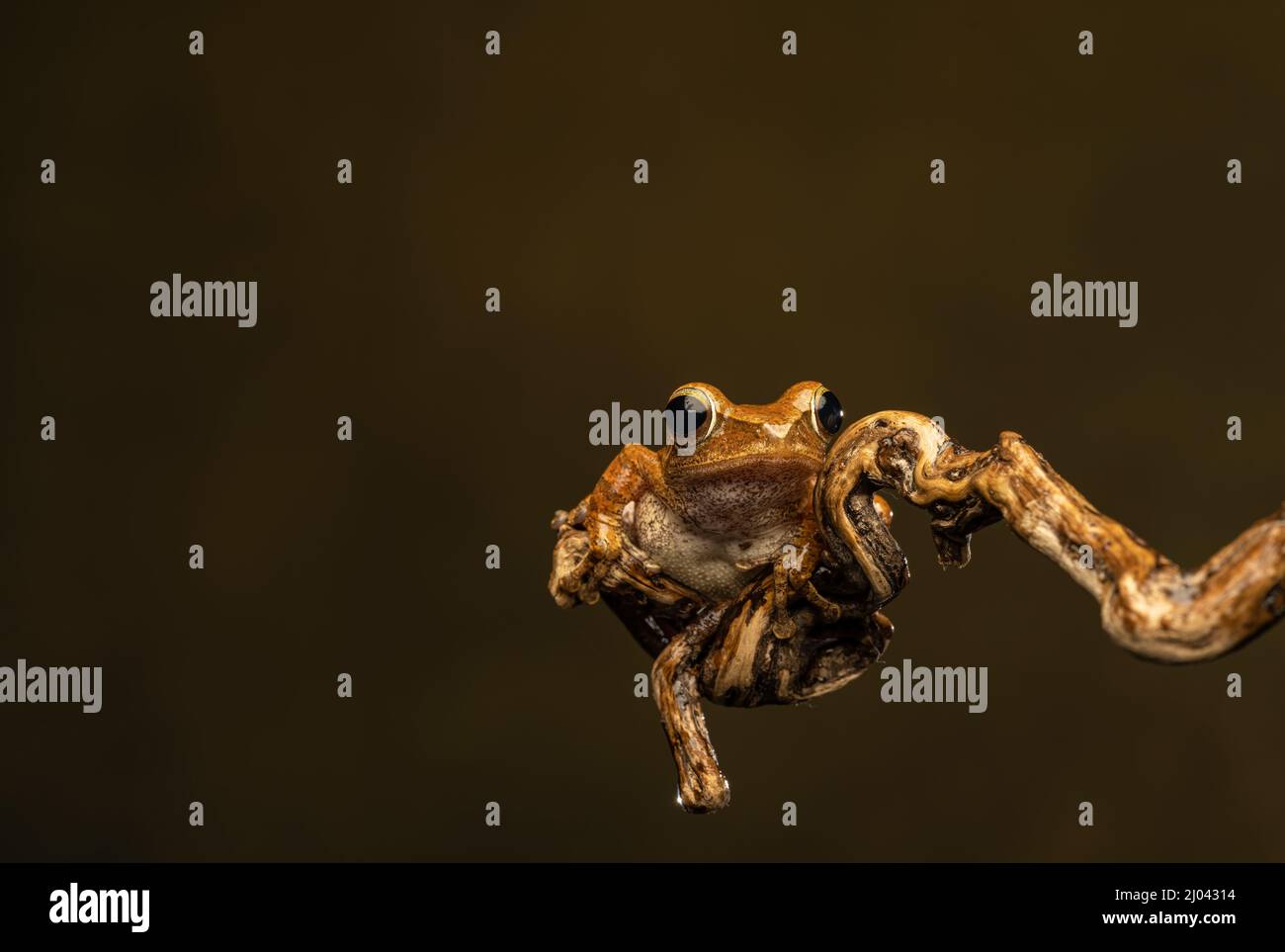 Frilled tree frogs hi-res stock photography and images - Alamy