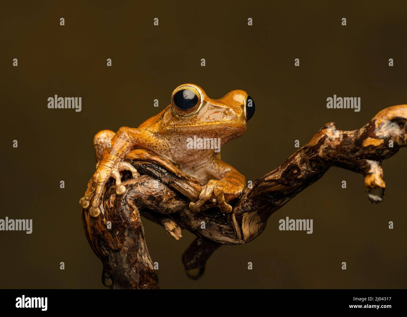 Rough armed tree frog hi-res stock photography and images - Alamy