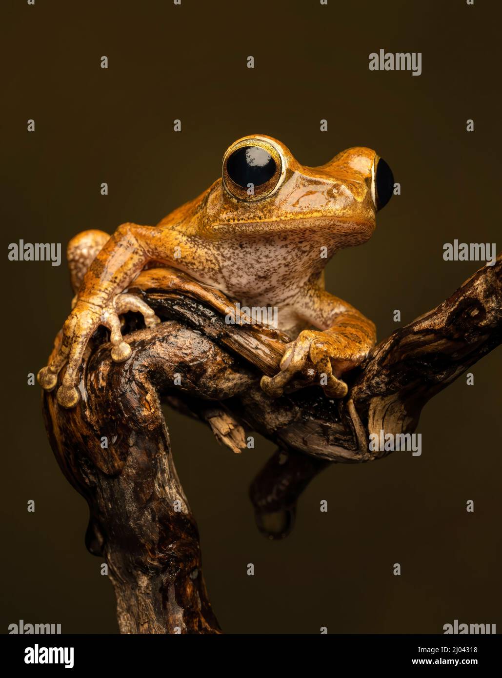 A Rough Frilled Tree Frog, (Kurixalus appendiculatus), at rest on a ...