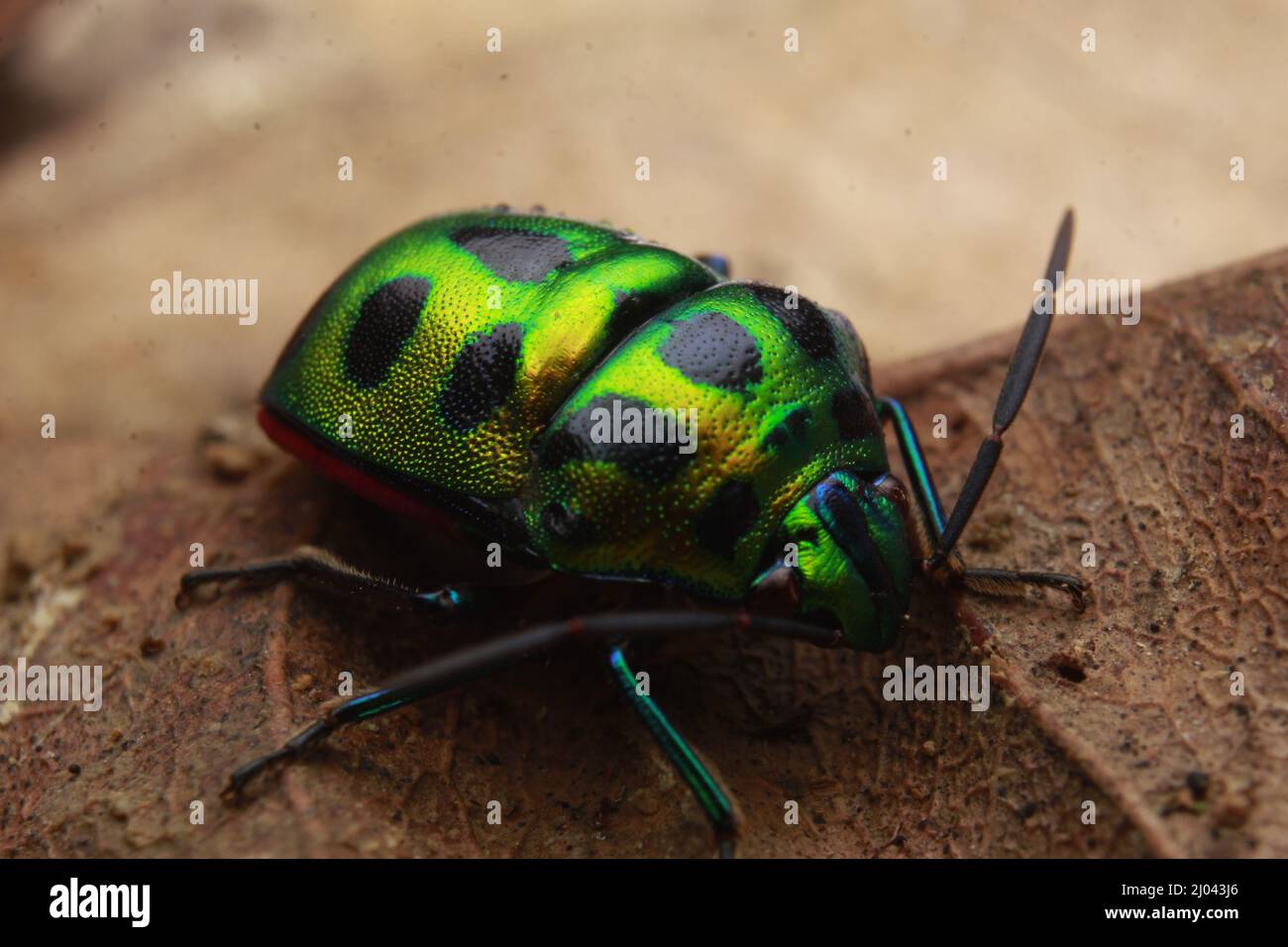 Scutelleridae is a family of true bugs. They are commonly known as ...