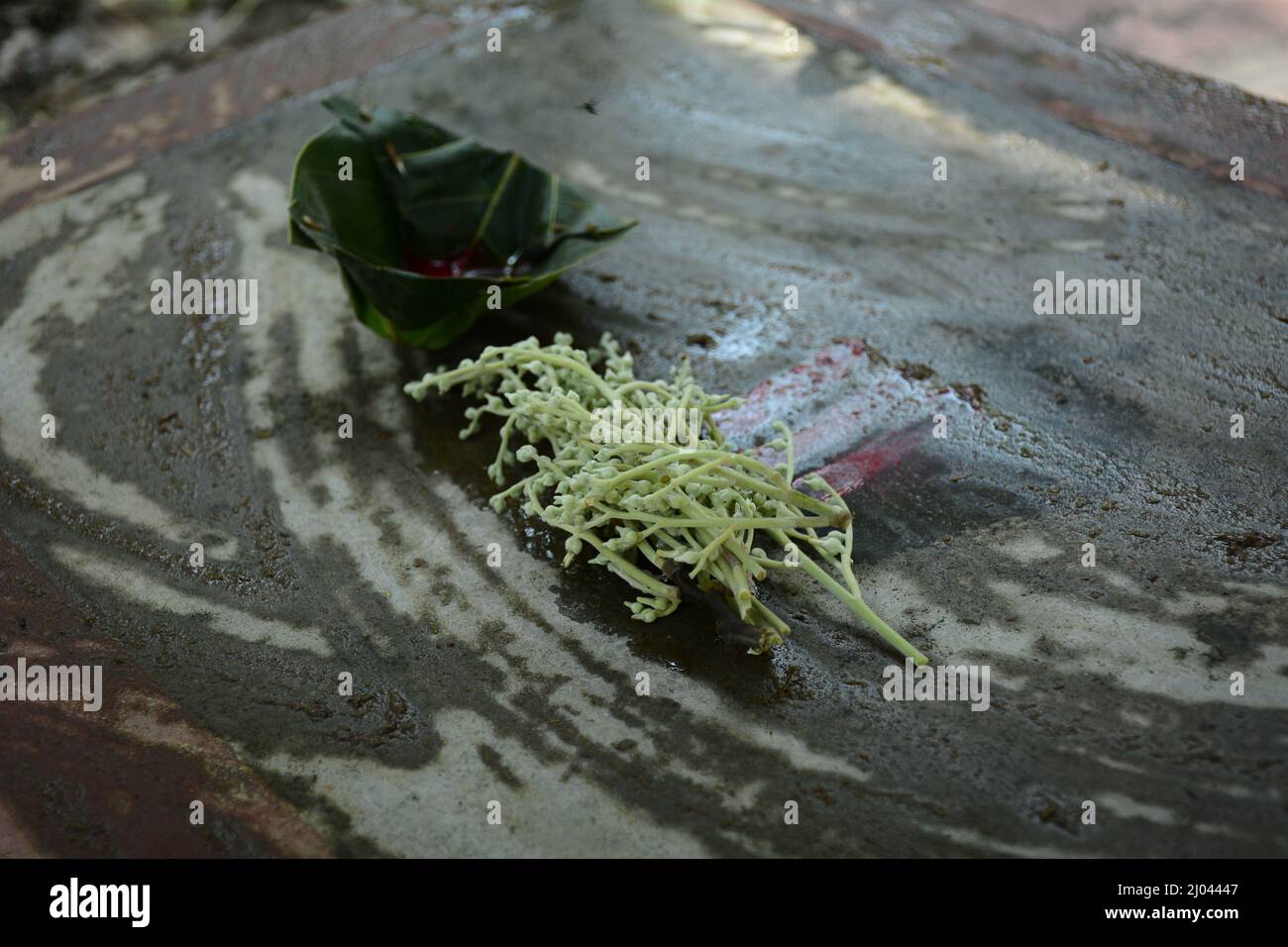 Santiniketan, India. 15th Mar, 2022. Baha the flower festival of Santal ...