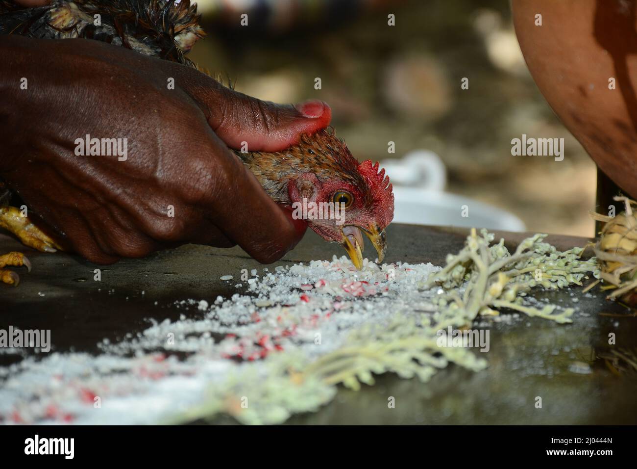 Santiniketan, India. 15th Mar, 2022. Baha the flower festival of Santal ...