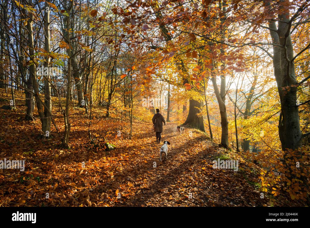Autumn at Barnetts Park, Malone House, Belfast, Northern Ireland Stock ...