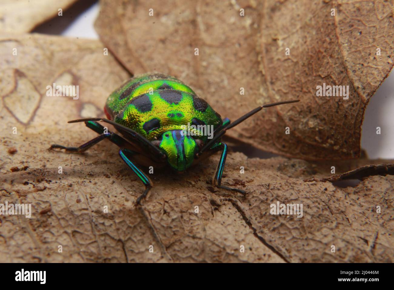 Scutelleridae is a family of true bugs. They are commonly known as ...