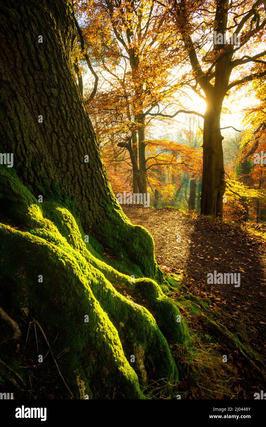 Autumn at Barnetts Park, Malone House, Belfast, Northern Ireland Stock ...